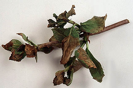 Disposing of diseased material | RHS Advice