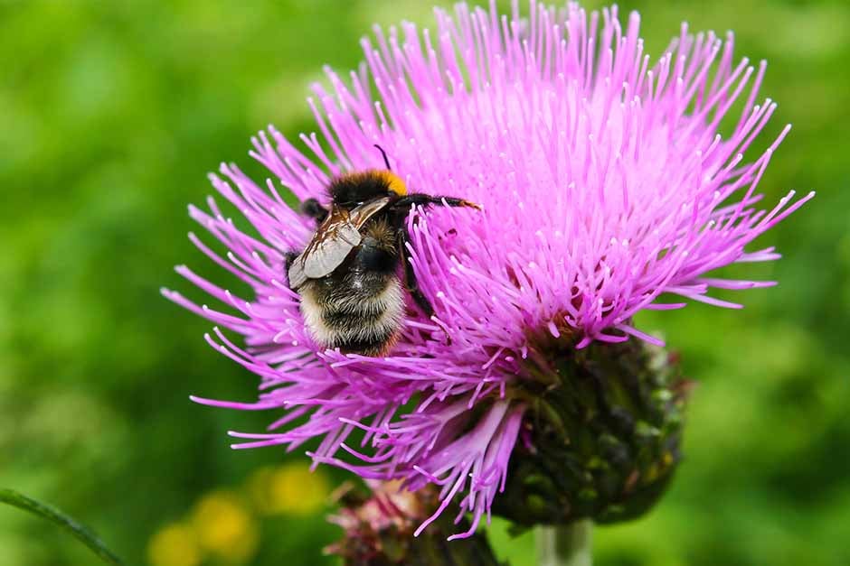 Blue and Purple Plants for Pollinators | RHS Advice