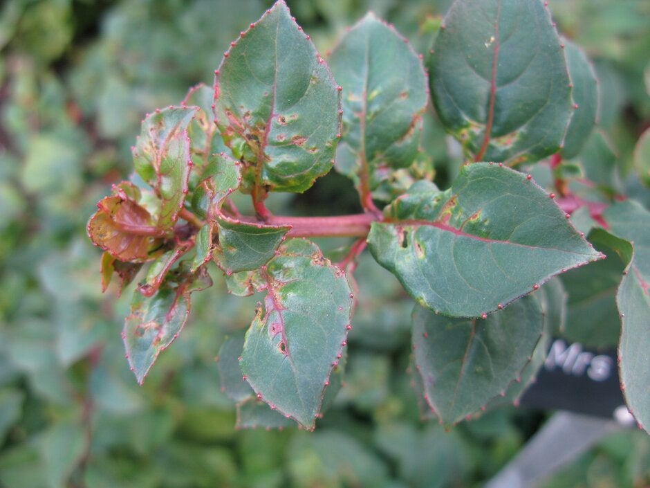 Capsid bugs | RHS Advice