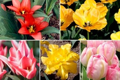 Tulip (Tulipa) / RHS Plant Guide
