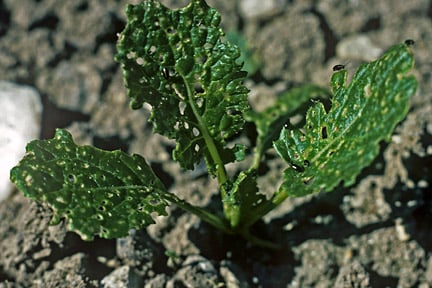 Pea and Bean Weevil: Identification and Control | RHS Advice
