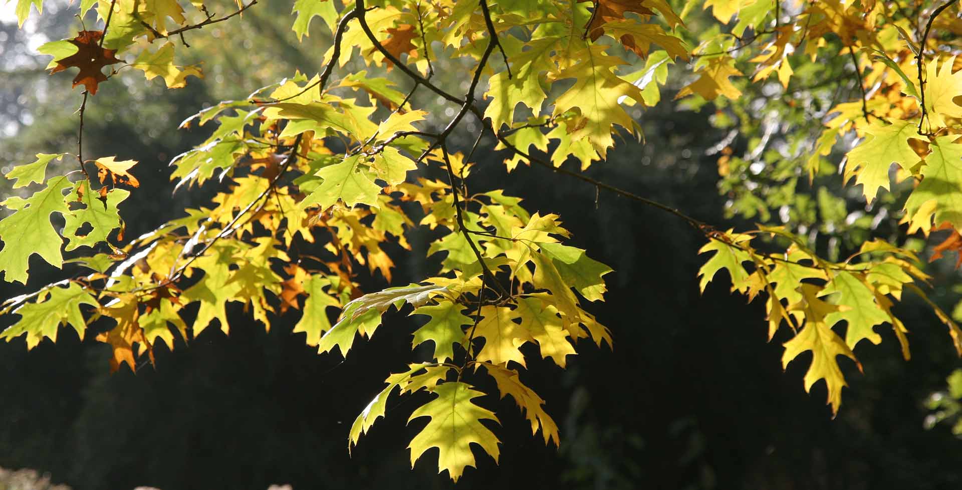 Oaks / RHS Plant Guide