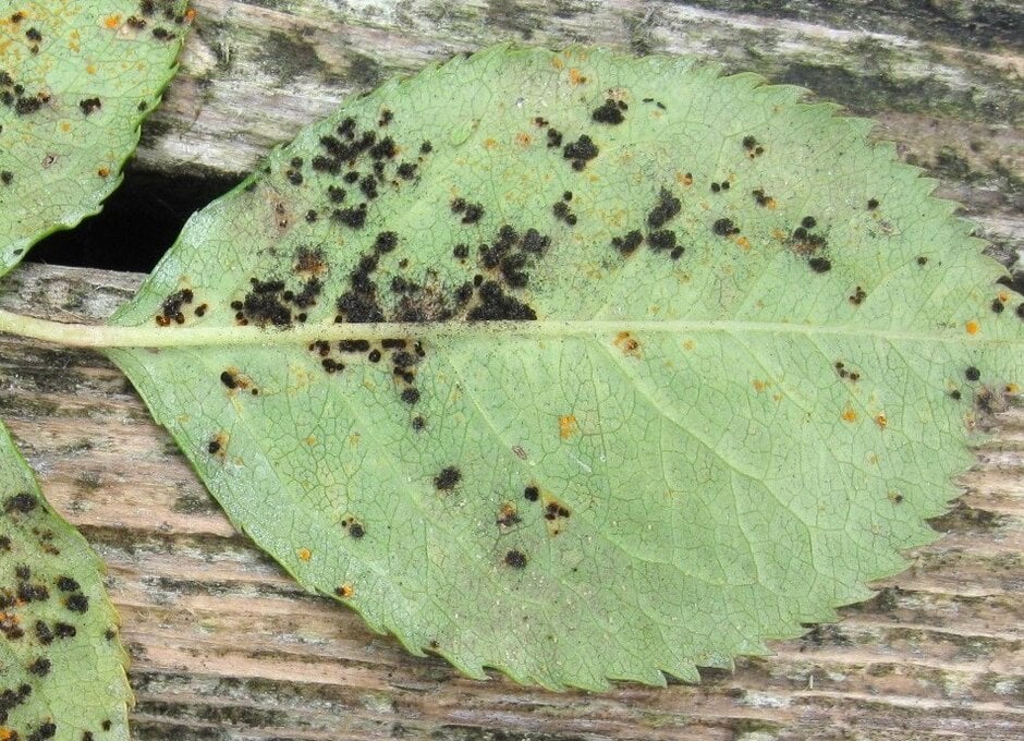 Rose rust: Symptoms & Control | RHS Advice