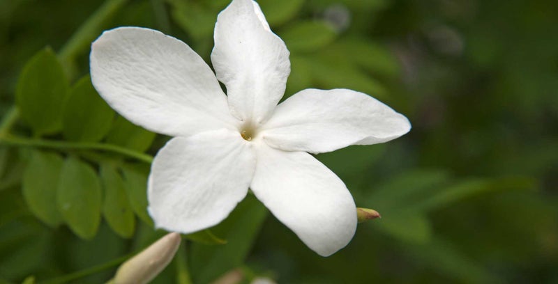 Jasmine (Jasminum) / RHS Plant Guide