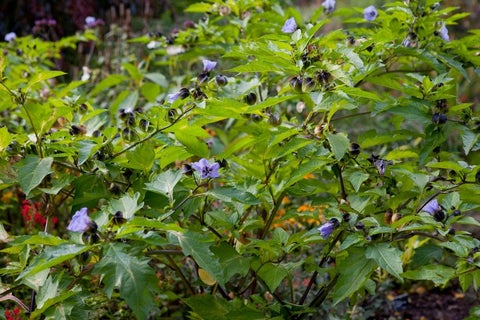 Shoo Fly Plant | RHS Advice