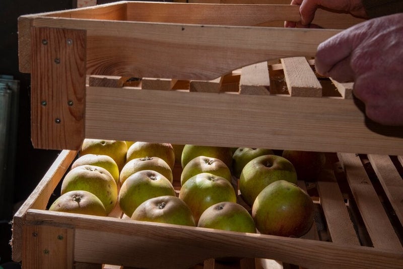 How to grow apples | RHS Guide
