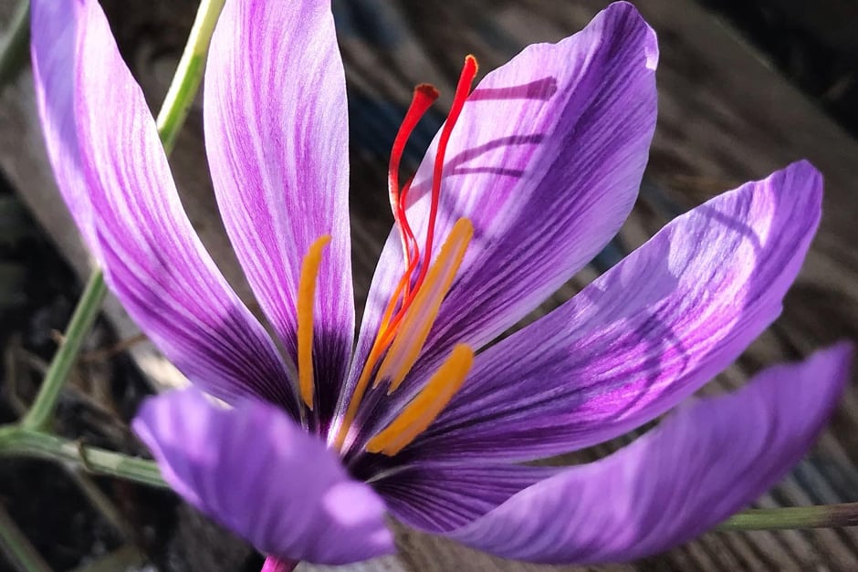 Saffron: Growing and Harvesting | RHS Advice