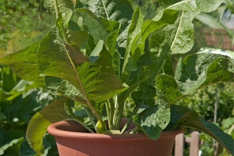 How to grow Horseradish | RHS Guide