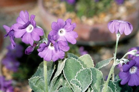 Primula / RHS Plant Guide