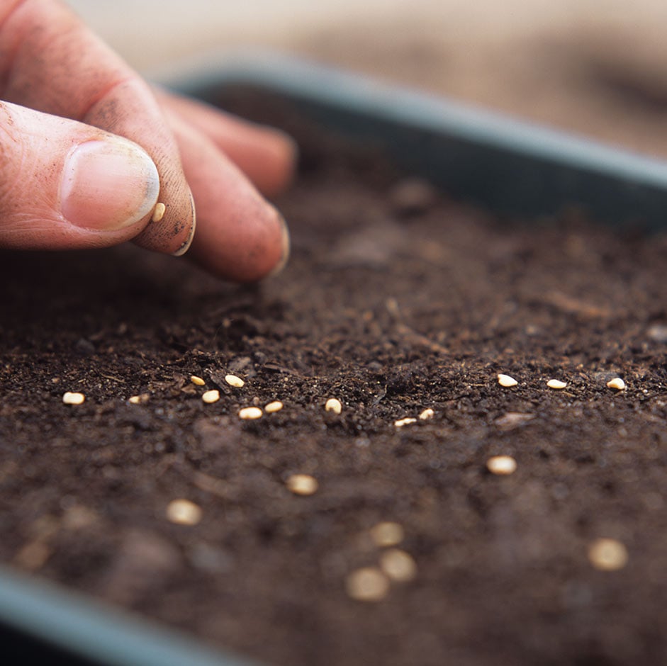 Damping off: Causes, Symptoms & Control | RHS Advice