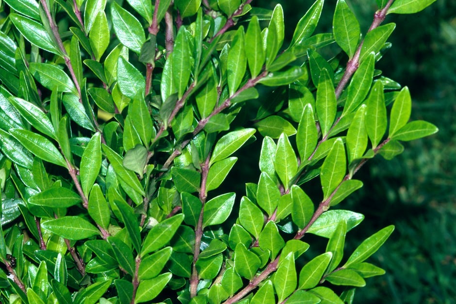 Box Alternatives for Healthy Hedges | RHS Advice