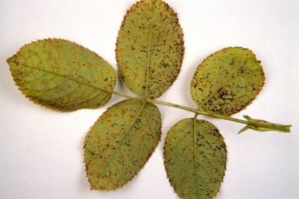 Rose Blindness | RHS Advice
