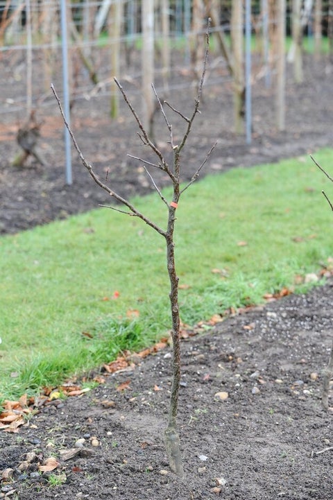 Trees: Formative Pruning Tips | RHS Advice