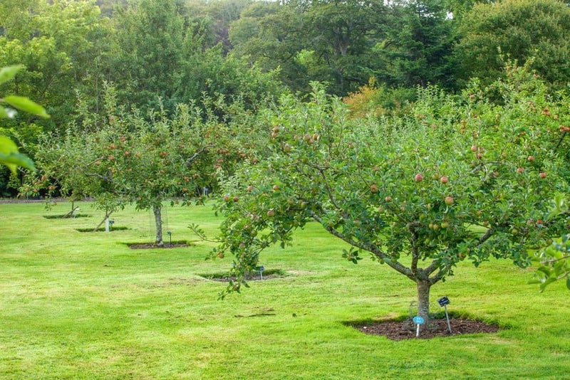 How to grow apples | RHS Guide