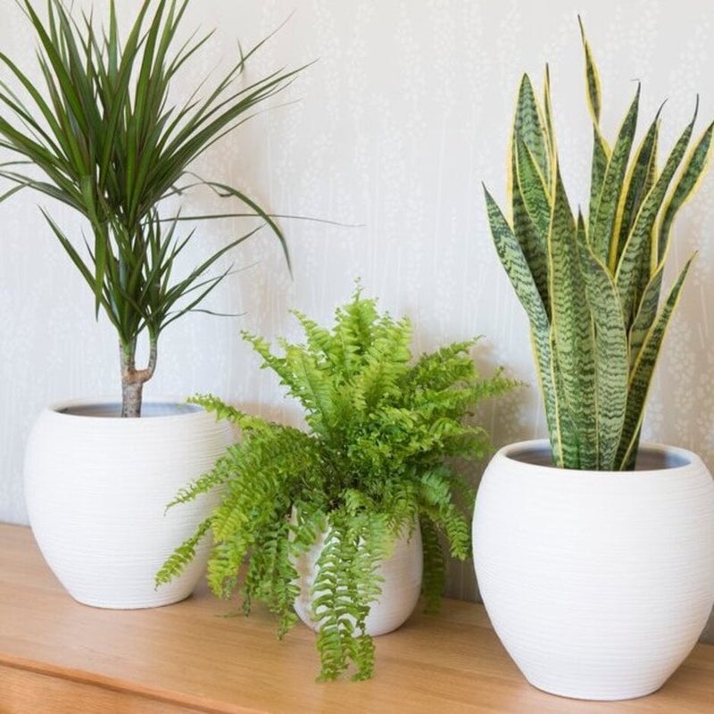 Houseplants for Health and Wellbeing | RHS Advice
