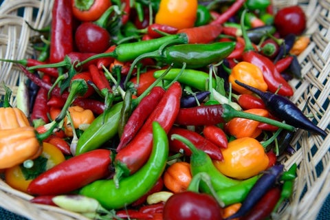 How to grow chilli peppers | RHS Guide