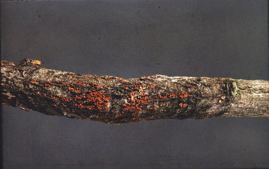Apple Canker: Causes and Solutions | RHS Advice