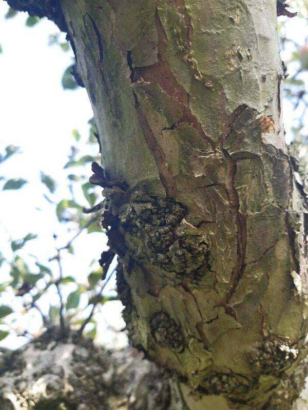 Burr Knots on Apple Trees: What to Do | RHS Advice