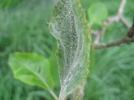 Apple Powdery Mildew: Symptoms and Care | RHS Advice