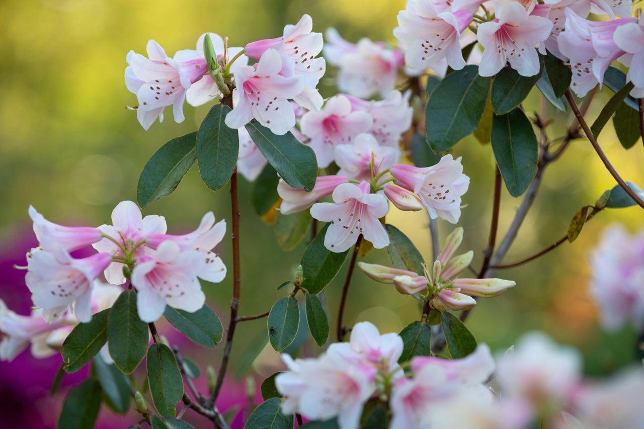 How to grow tulips / RHS Growing Guide