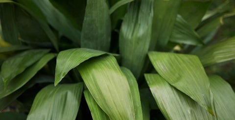 How to grow aspidistras / RHS Growing Guide