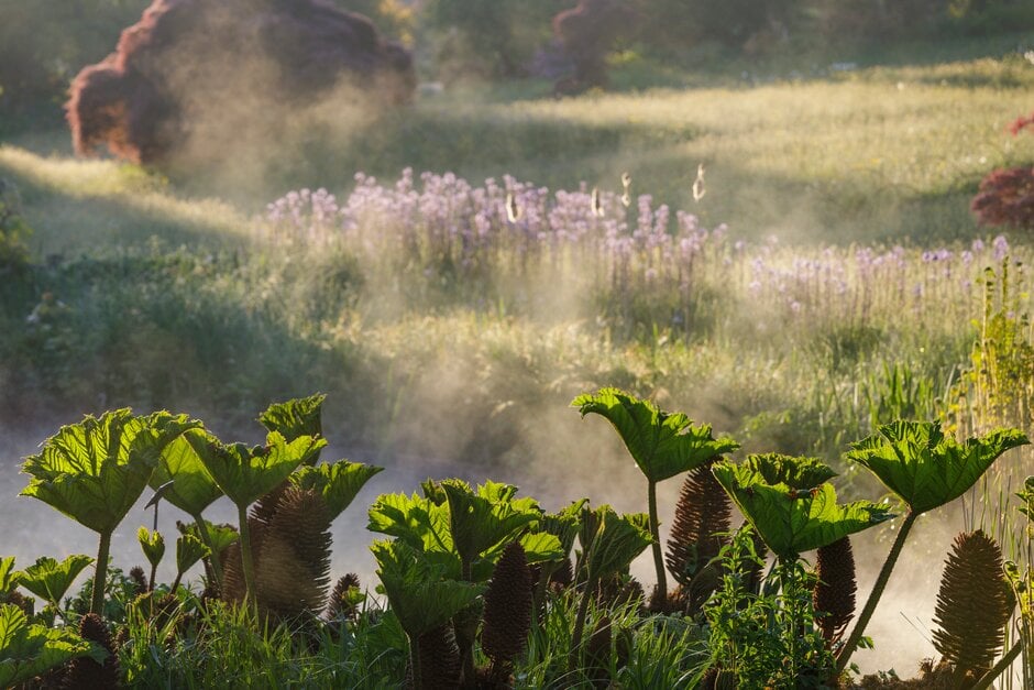 How Plants Respond to Light and Environment | RHS Advice