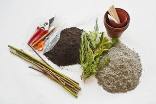 How to grow mandevillas / RHS Growing Guide
