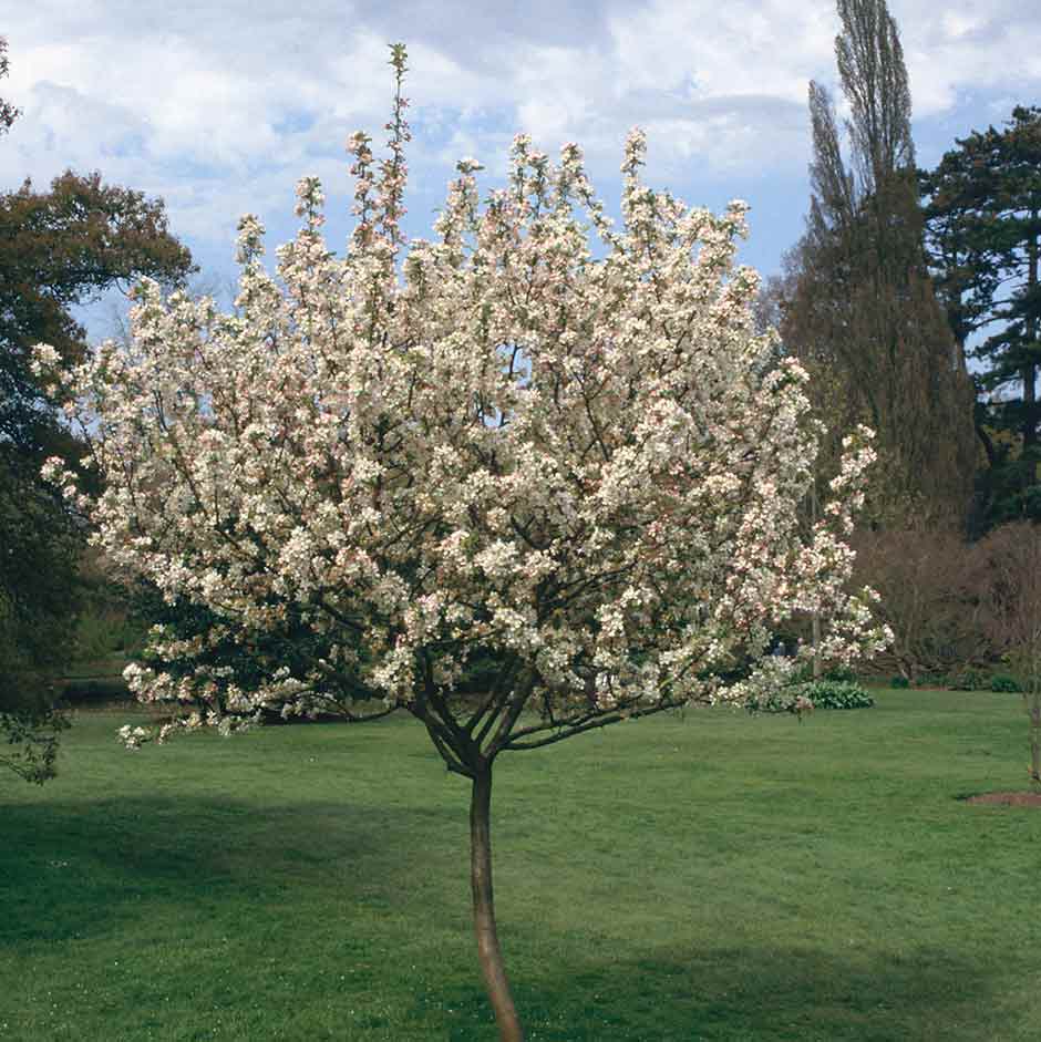 Apples and pears: pruning new trees | RHS Advice