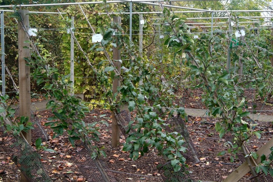 Apples and pears: stepover training and pruning | RHS Advice