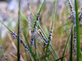 Slime Moulds in Gardens | RHS Advice