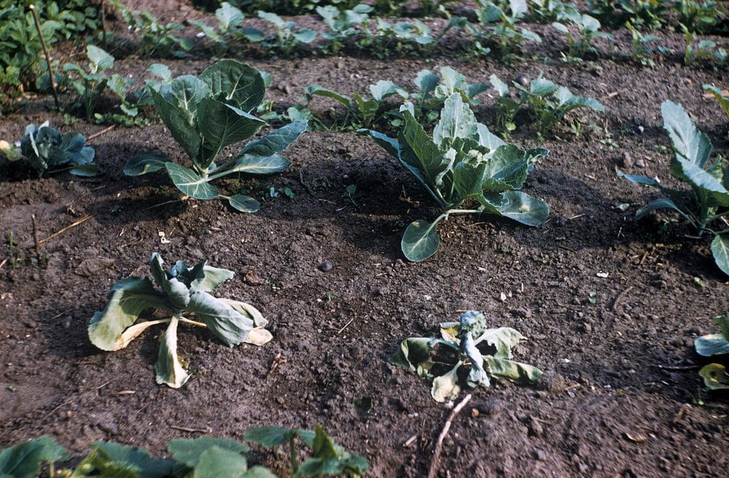 Cabbage root fly | RHS Advice