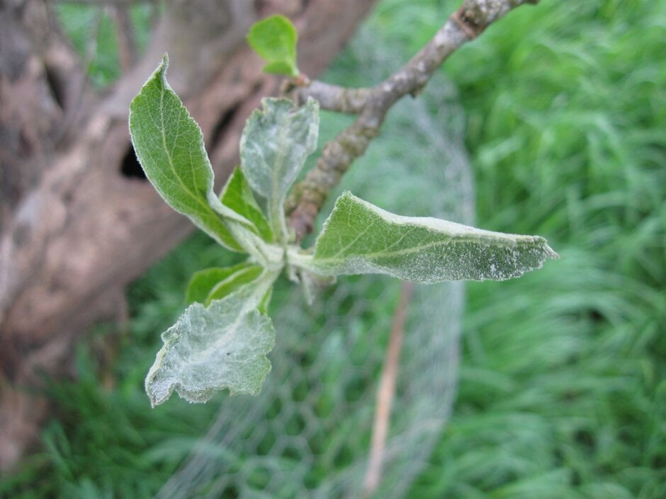 Burr Knots on Apple Trees: What to Do | RHS Advice