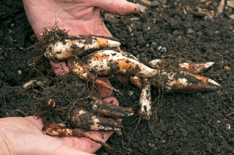 How Plants Reproduce | RHS Advice