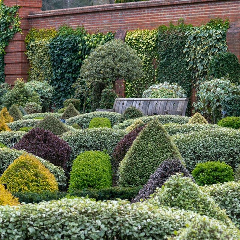 Box Alternatives for Healthy Hedges | RHS Advice