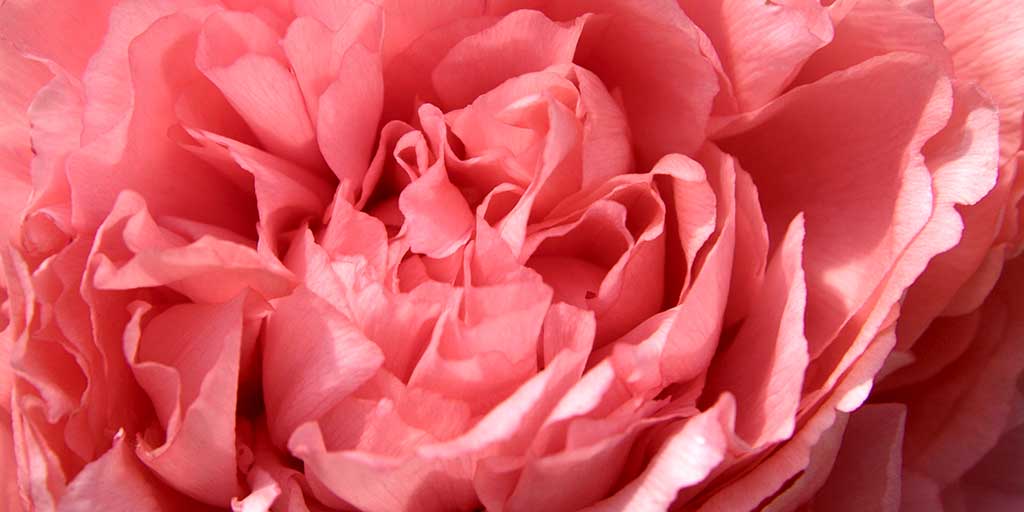 Peony (Paeonia) / RHS Plant Guide