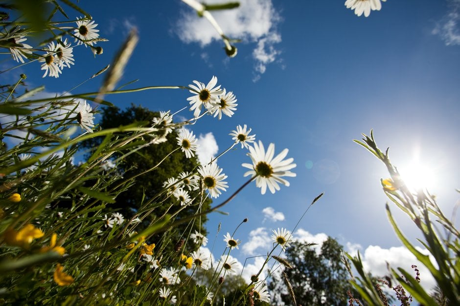 How Plants Respond to Light and Environment | RHS Advice