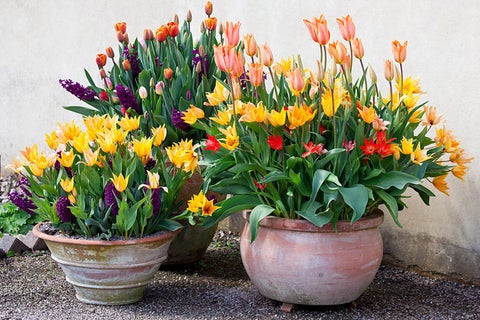 Bulbs: Planting Tips | RHS Advice