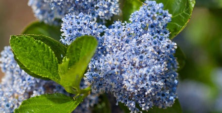 How to grow Ceanothus / RHS Growing Guide