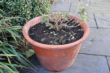 Overpotting | RHS Advice