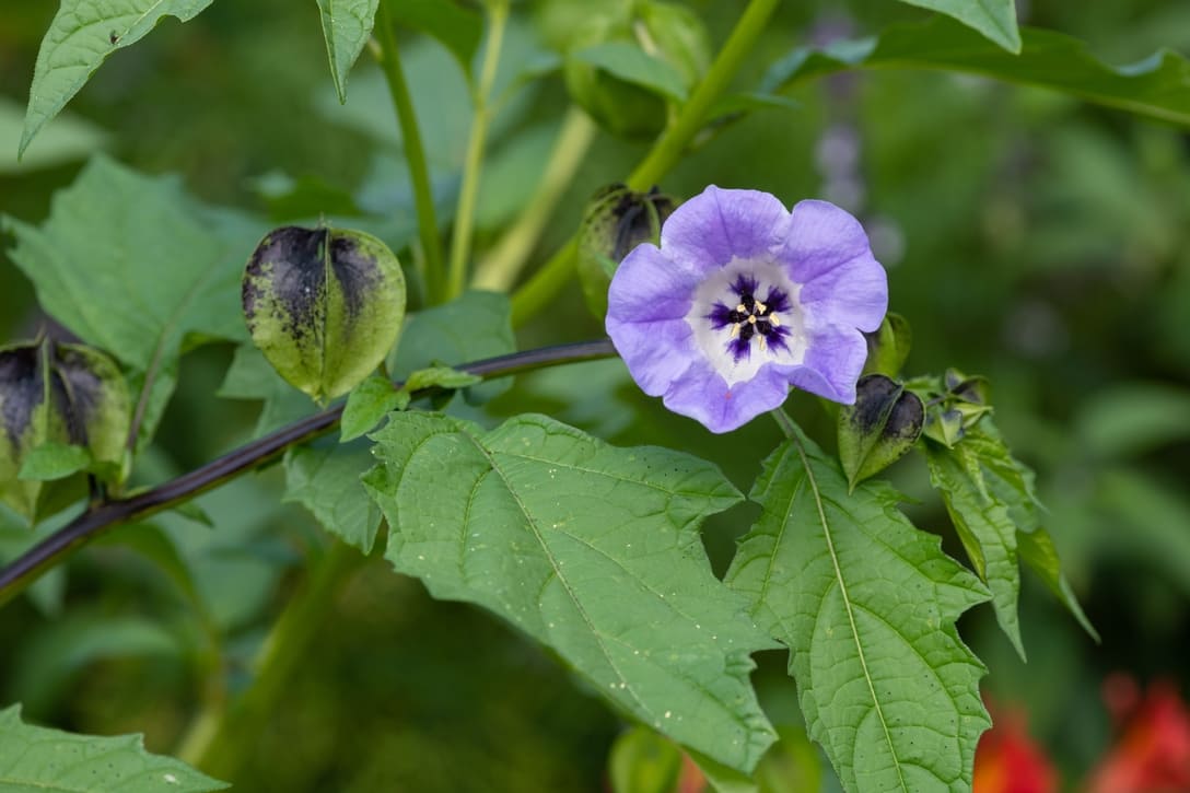 Shoo Fly Plant | RHS Advice
