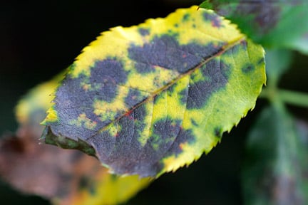 Rose rust: Symptoms & Control | RHS Advice
