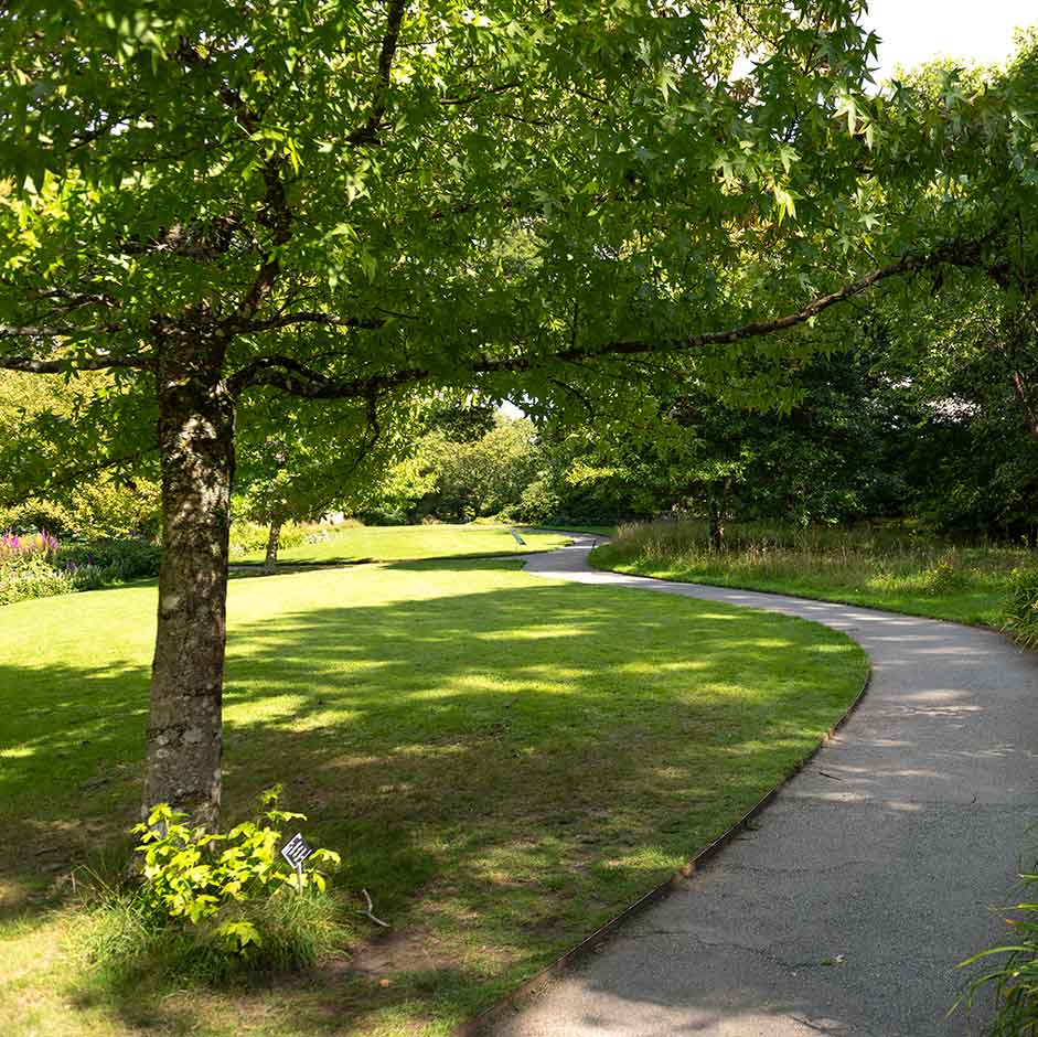 Fusarium patch and Snow mould: Causes & Control | RHS Advice