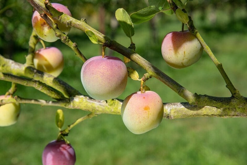 How to grow gages | RHS Guide