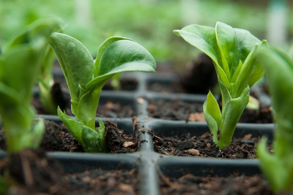 How Plants Respond to Light and Environment | RHS Advice