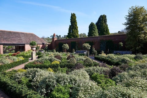 Box Alternatives for Healthy Hedges | RHS Advice