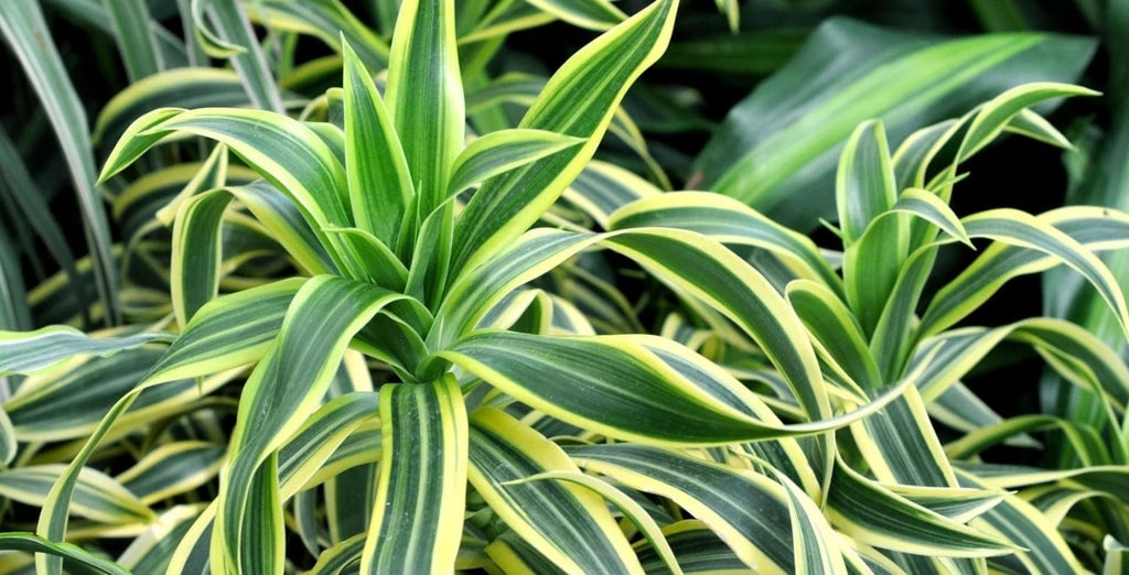 Dracaena / RHS Plant Guide