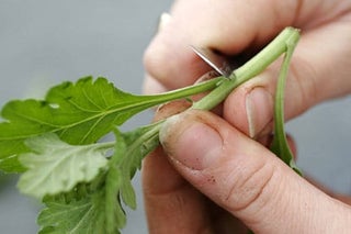 How to grow hebes (shrubby veronica) / RHS Growing Guide