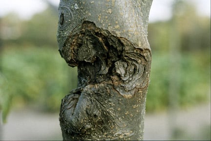 Pear Rust: Identification & Control | RHS Advice