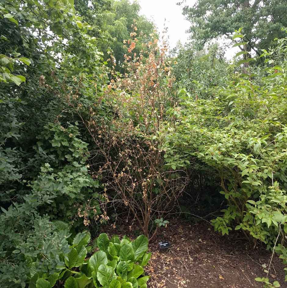 Oak Decline: Causes & Management | RHS Advice