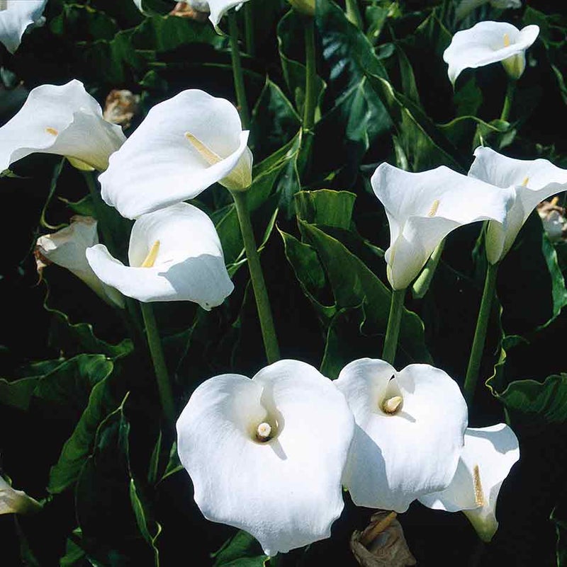 Damp soil planting ideas | RHS Advice